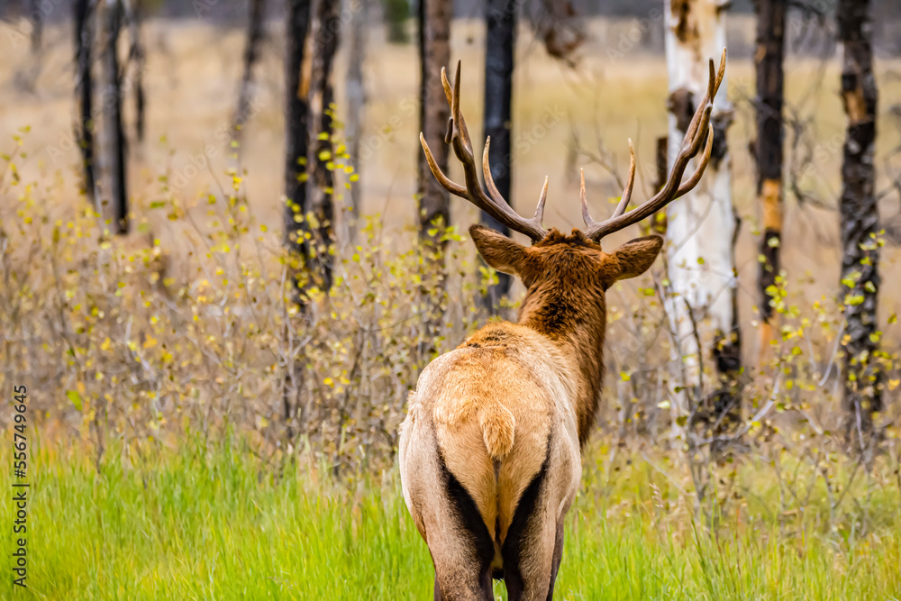 View taken from behind of an elk (Cervus canadensis) standing in a ...