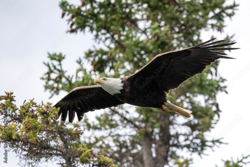 Bald Eagle (Haliaeetus leucocephalus) flying in front of an evergreen tree with wings spread out ...