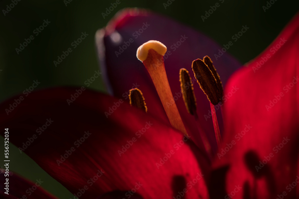 Extreme close-up of a dark red lily flower and the sunlit stygma and ...