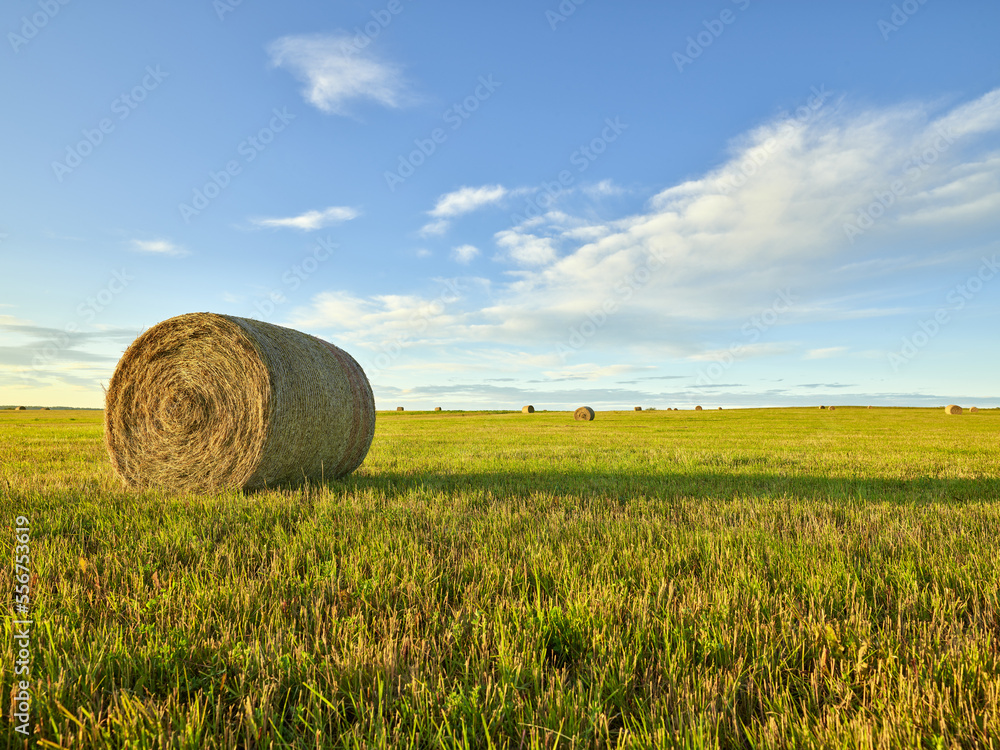 Close-up of a rolled hay bale with many hay bales dotting the prairie ...