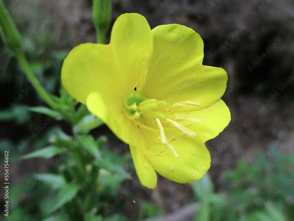 Fleur jaune d'Onagre bisannuelle, Common evening-primerose (Oenothera ...