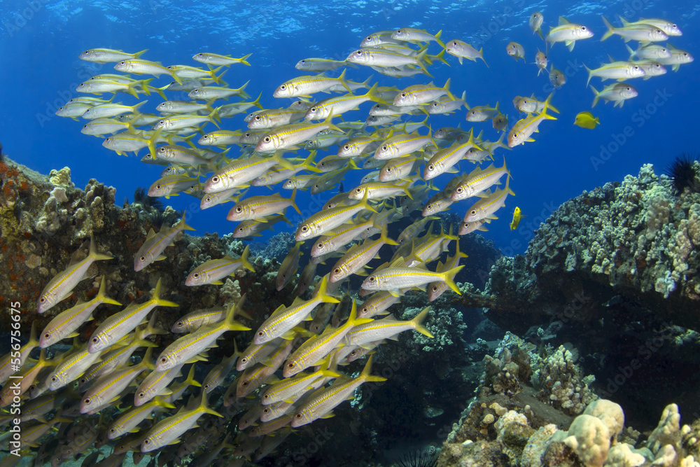 School of yellowfin goatfish (Mulloidichthys vanicolensis) swimming ...