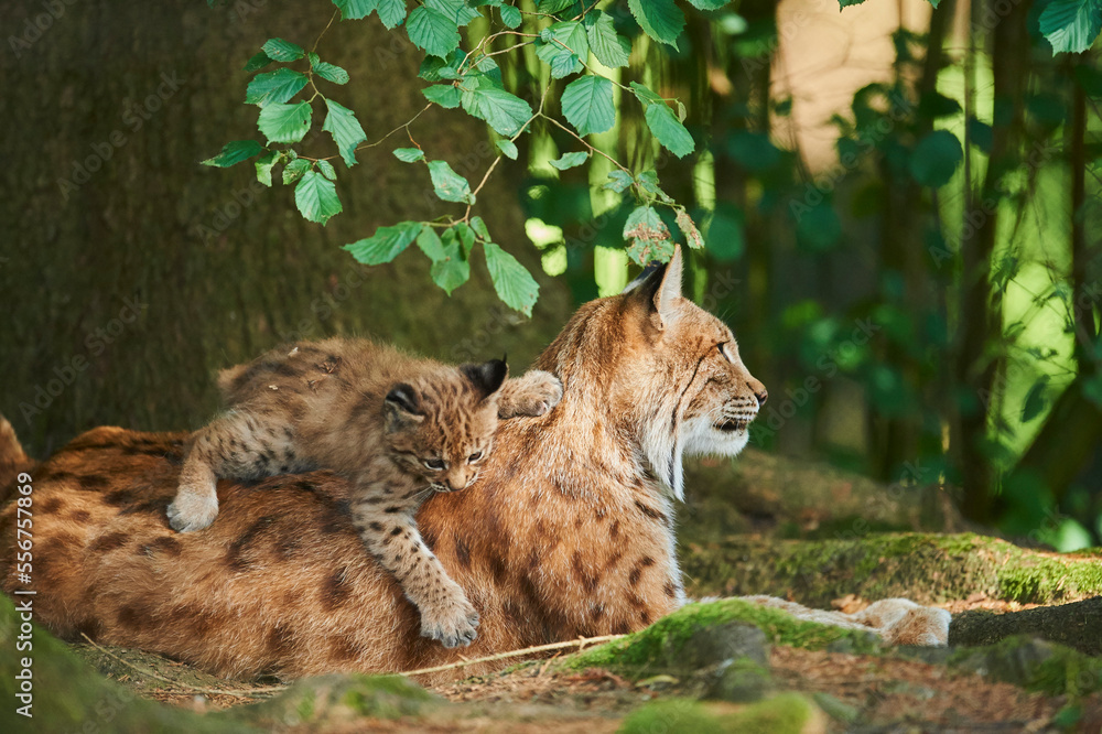 Eurasian lynx (Lynx lynx) kitten with mother playing in a forest ...