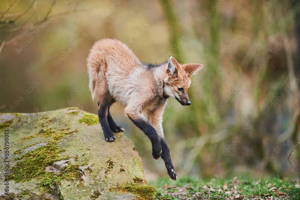 Maned wolf (Chrysocyon brachyurus) pup, captive; Bavaria, Germany Stock ...