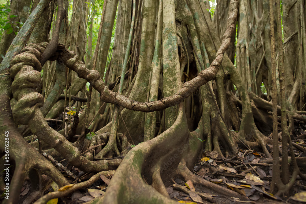 Strangler fig (Ficus costaricana) in the rainforest of Corcovado ...
