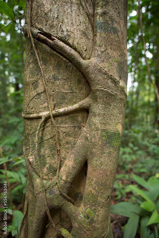 Strangler fig in the rainforest of Corcovado National Park, Costa Rica ...