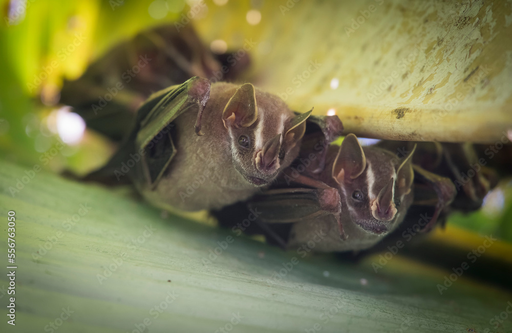 Foto de Tent-making bats (American leaf-nosed bats) hang upside down ...