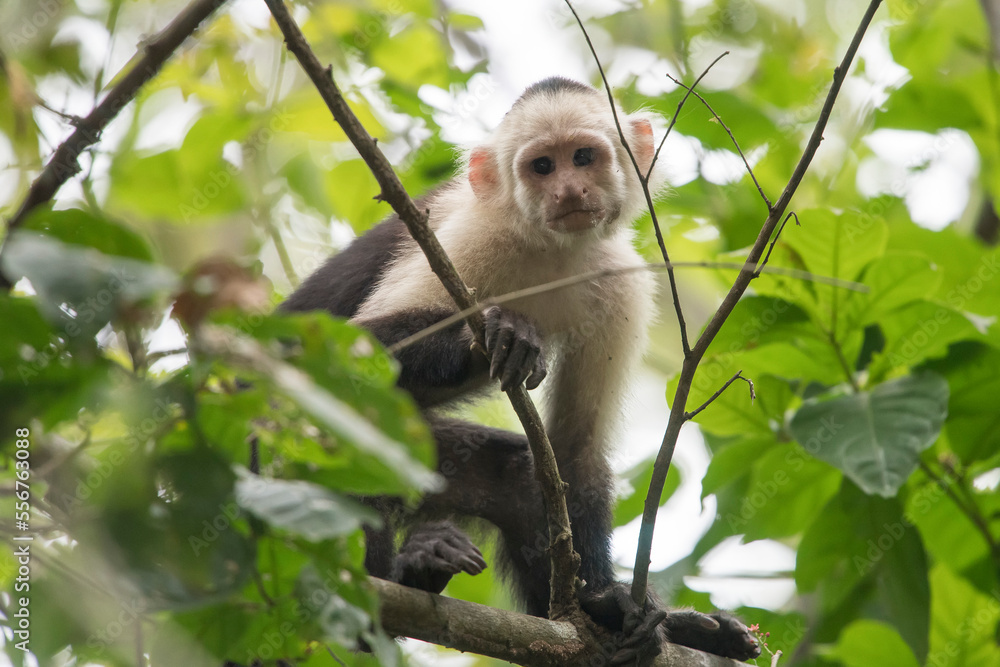 Close-up portrait of a white-headed capuchin monkey (Cebus capucinus) climbing through the tree ...