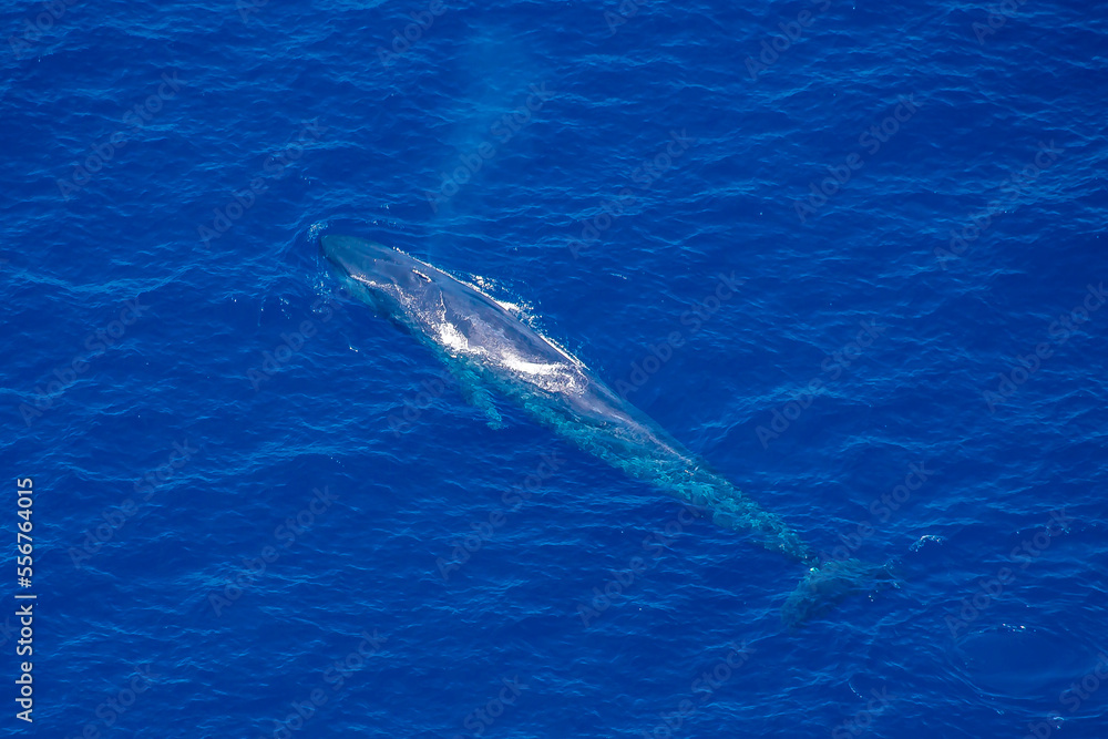 Blue whale (Balaenoptera musculus) blowing air through blowhole as seen ...