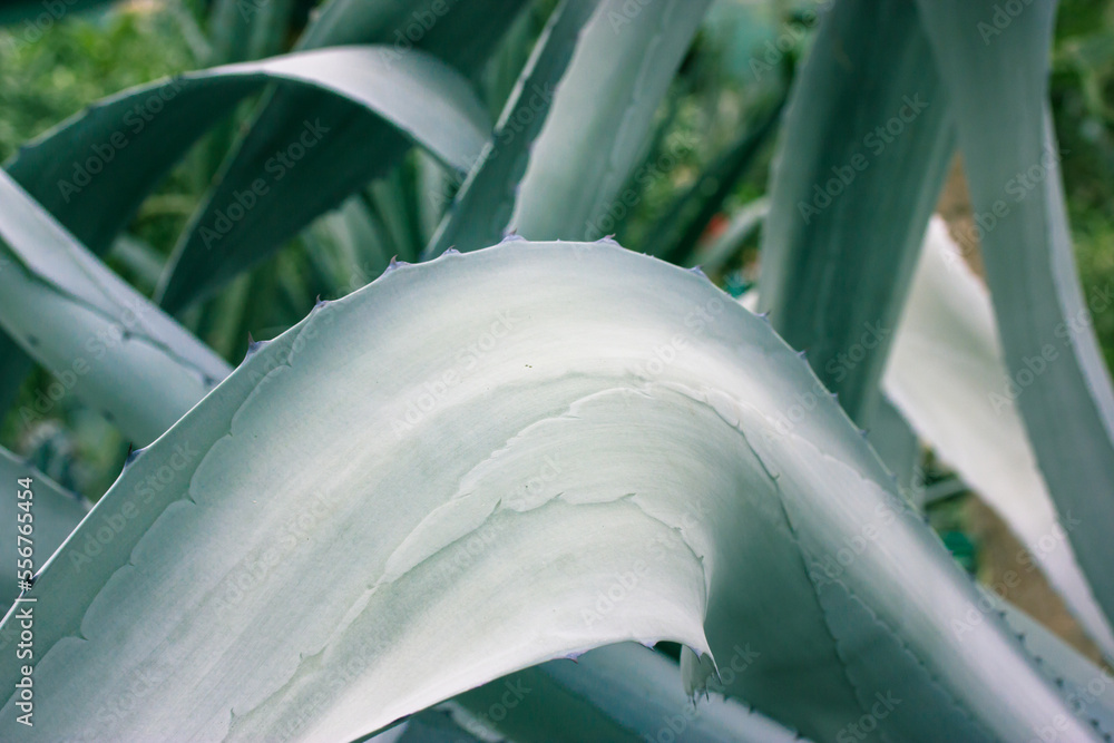 Giant blue-green agave leaves with sharp spines. Growing flowers ...