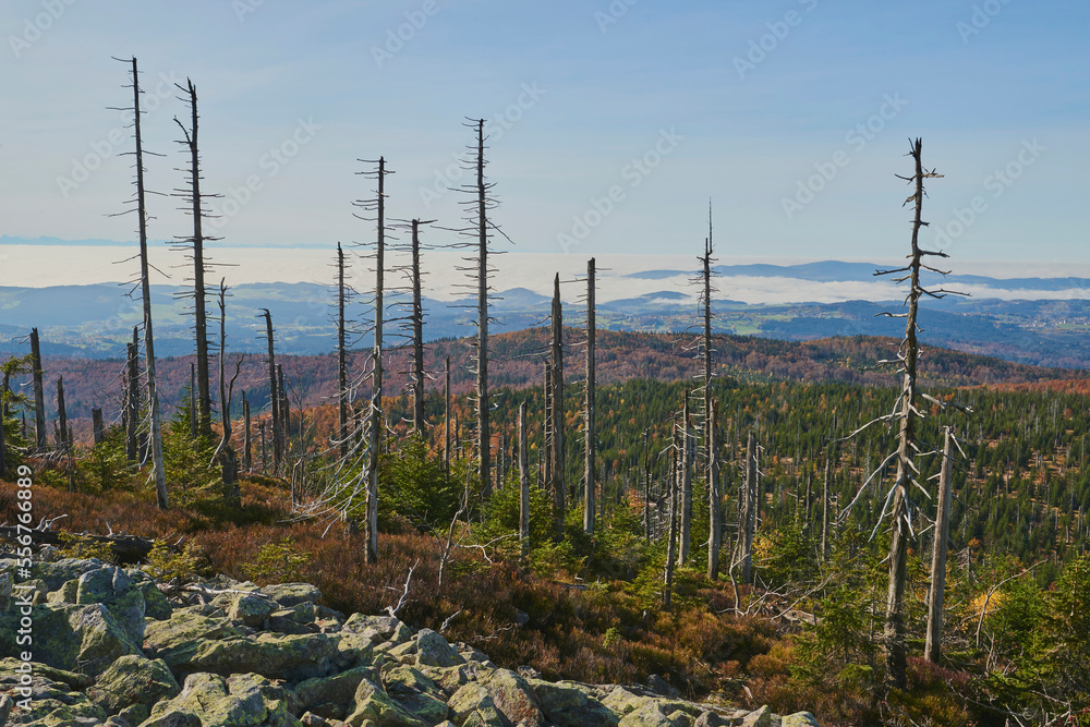 Old norway spruce (Picea abies) tree trunks and new growing trees in ...