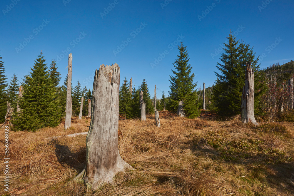 Old norway spruce (Picea abies) tree trunks and new growing trees ...