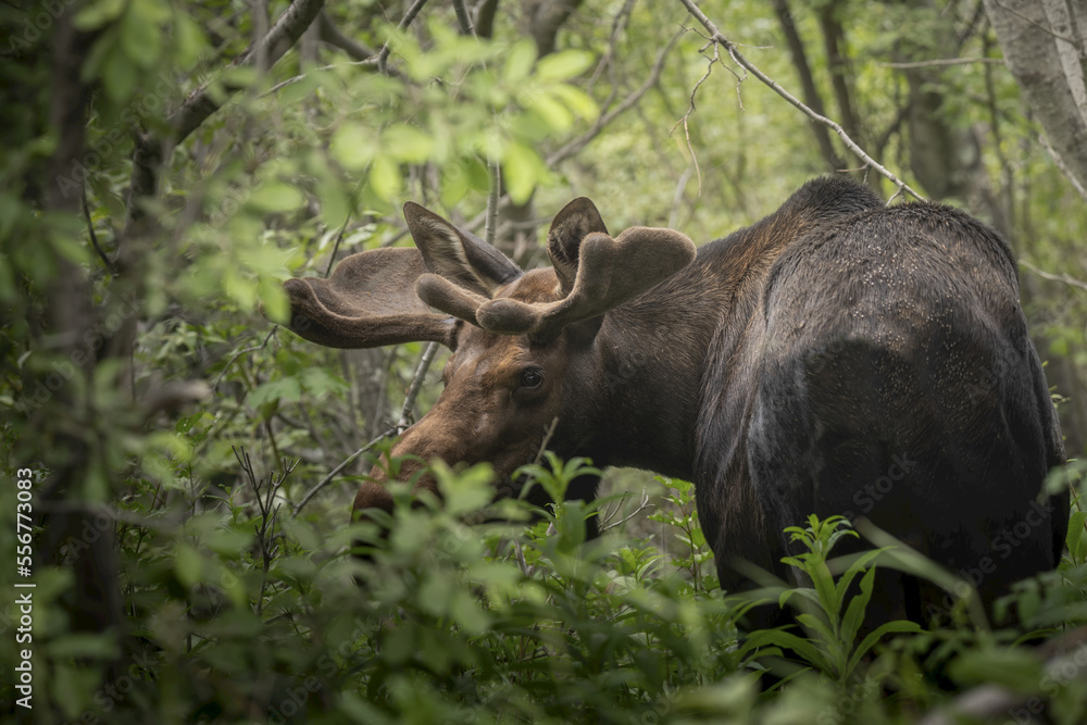 Bull moose (Alces alces) standing in the forest at the beginning stages ...