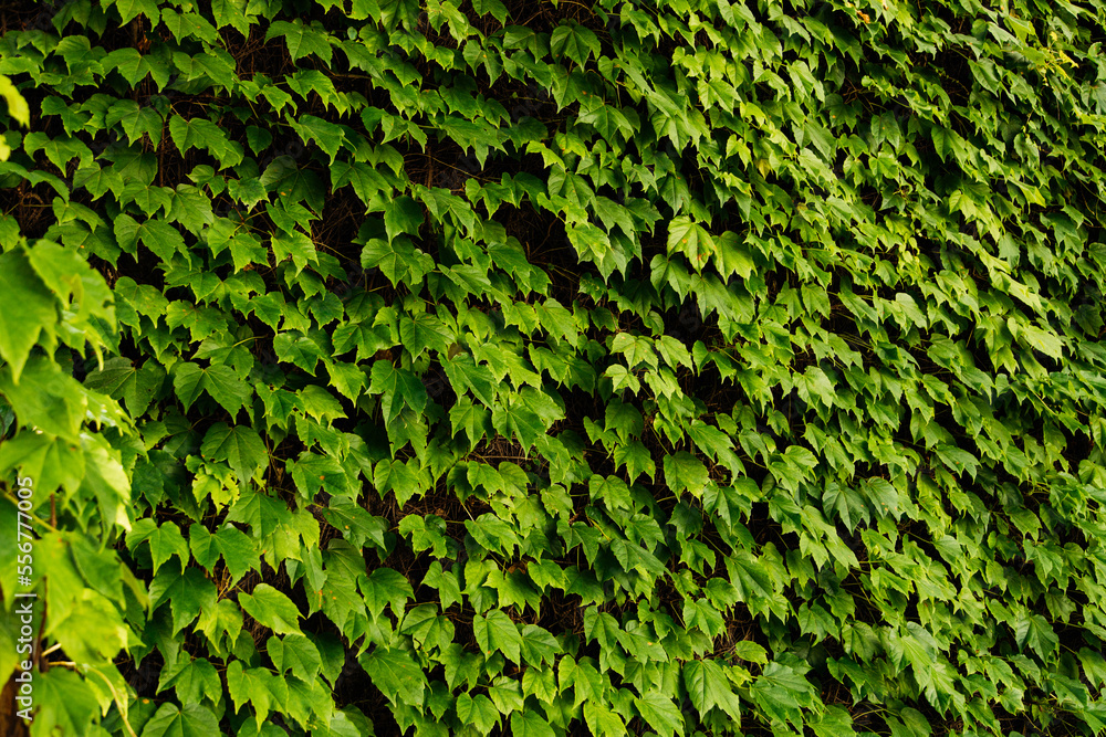 Textura de enredaderas Stock Photo | Adobe Stock
