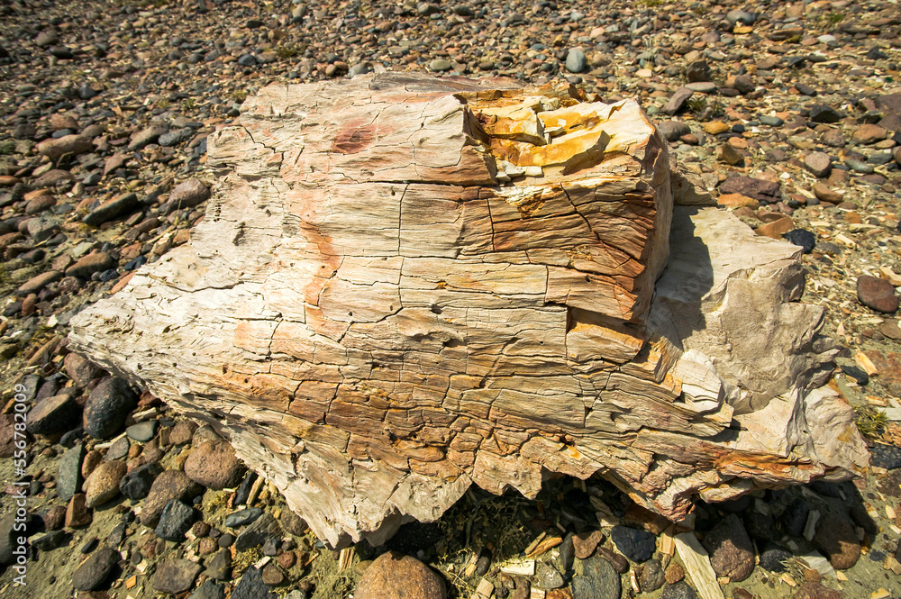 Piece of petrified tree, complete with petrified woodworm holes, at ...
