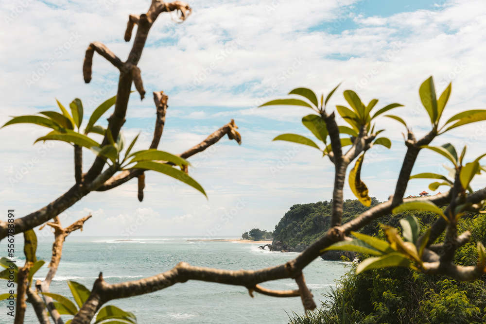 View through tropical tree branch with leaves at the ocean coast along ...
