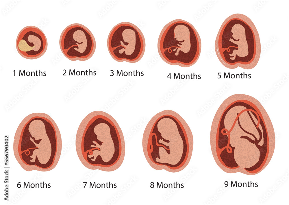 Gestational fetal development. Embryonic lunar stage growth month to ...