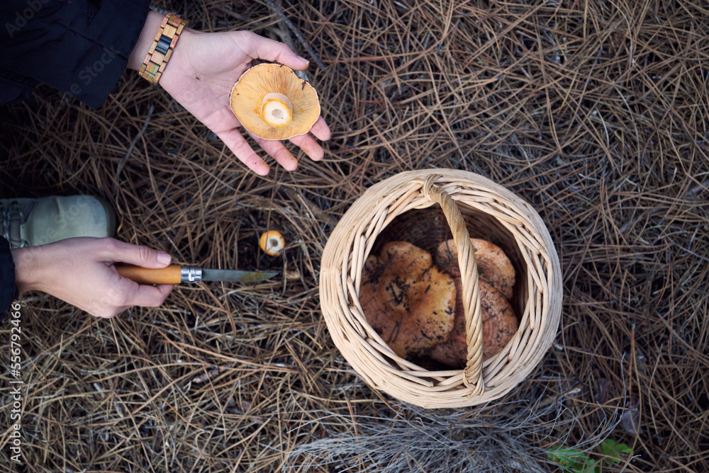 Picking Saffron Milk Caps (Lactarius deliciosus) with pocket knife ...