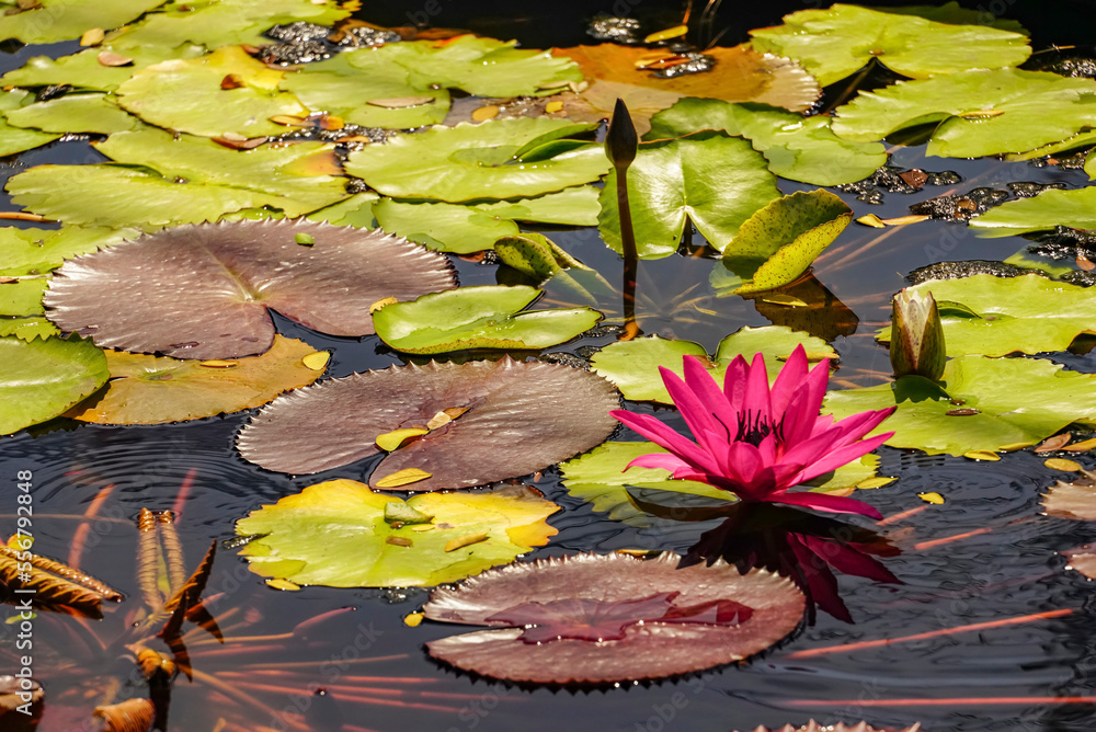 Blossoming Lotus Flower (Nelumbo nucifera) on Red Lotus Lake; Chiang Haeo, Thailand Stock Photo ...