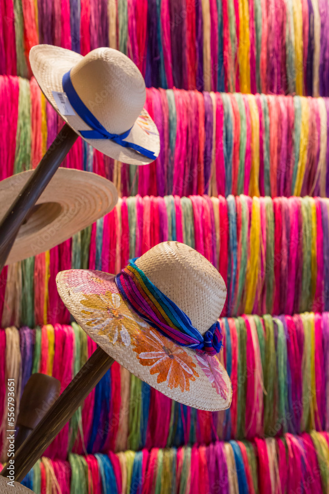 Panama (Jipi) hats, processed Jipi Palm (background) for hat making ...