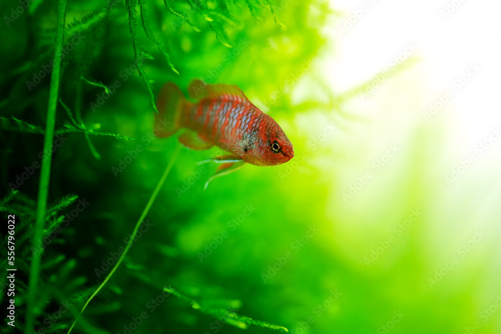 Dario dario tropical freshwater fish in aquarium. Dwarf Bengal, Dwarf ...