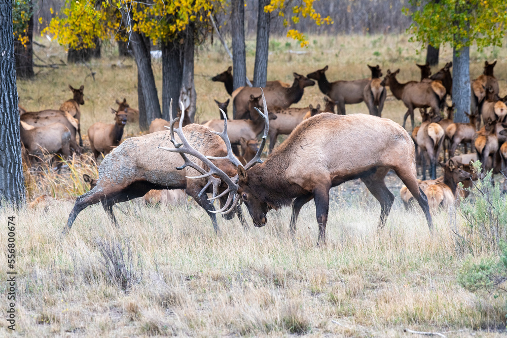 Two large Bull Elk (Cervus canadensis) sparring during the fall rut at ...