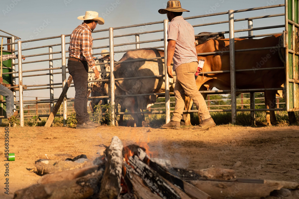 Cowboys with a campfire to heat a traditional branding iron heated on a ...