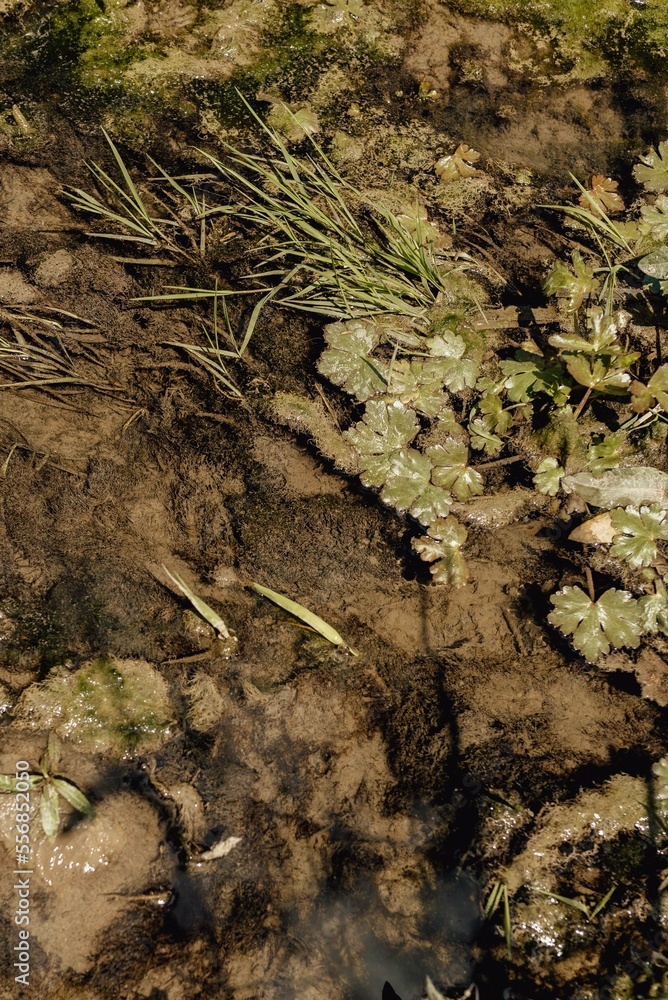 aquatic plants in a stream Stock Photo | Adobe Stock