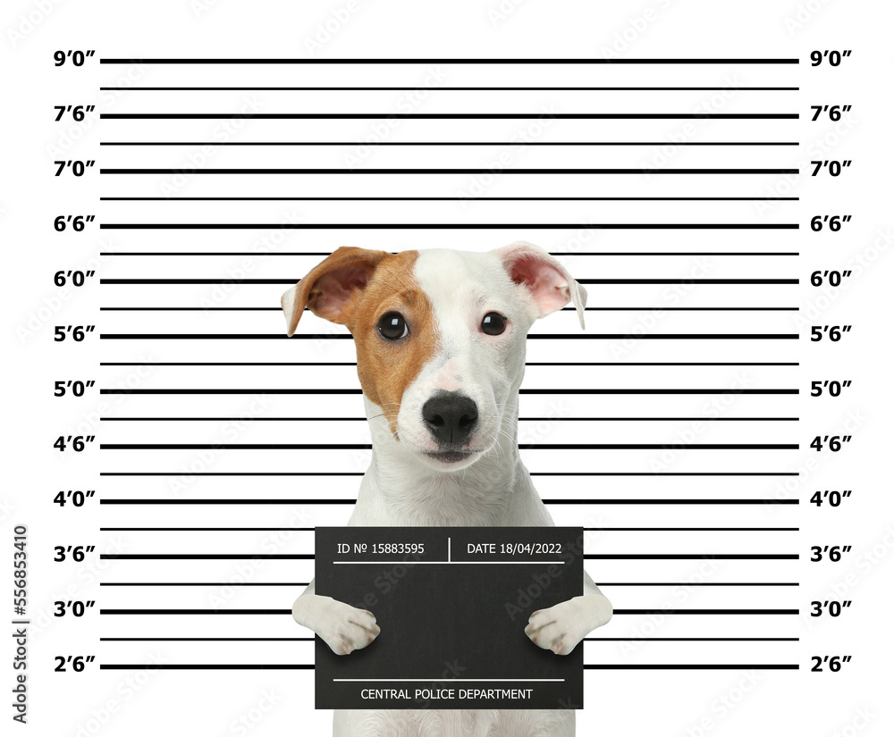 Arrested Jack Russel Terrier with mugshot board against height chart ...