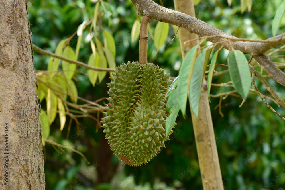 Durian is a durian on the tree. Stock Photo | Adobe Stock