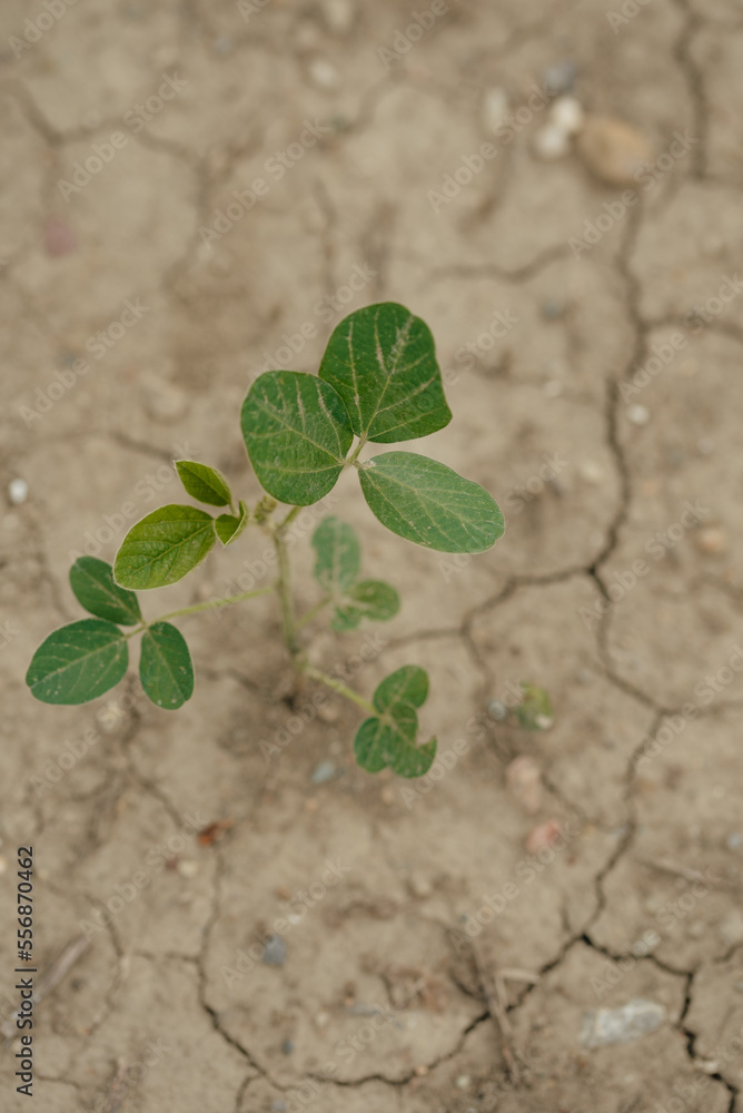 conventional soil bean farm with soil erosion Stock Photo | Adobe Stock