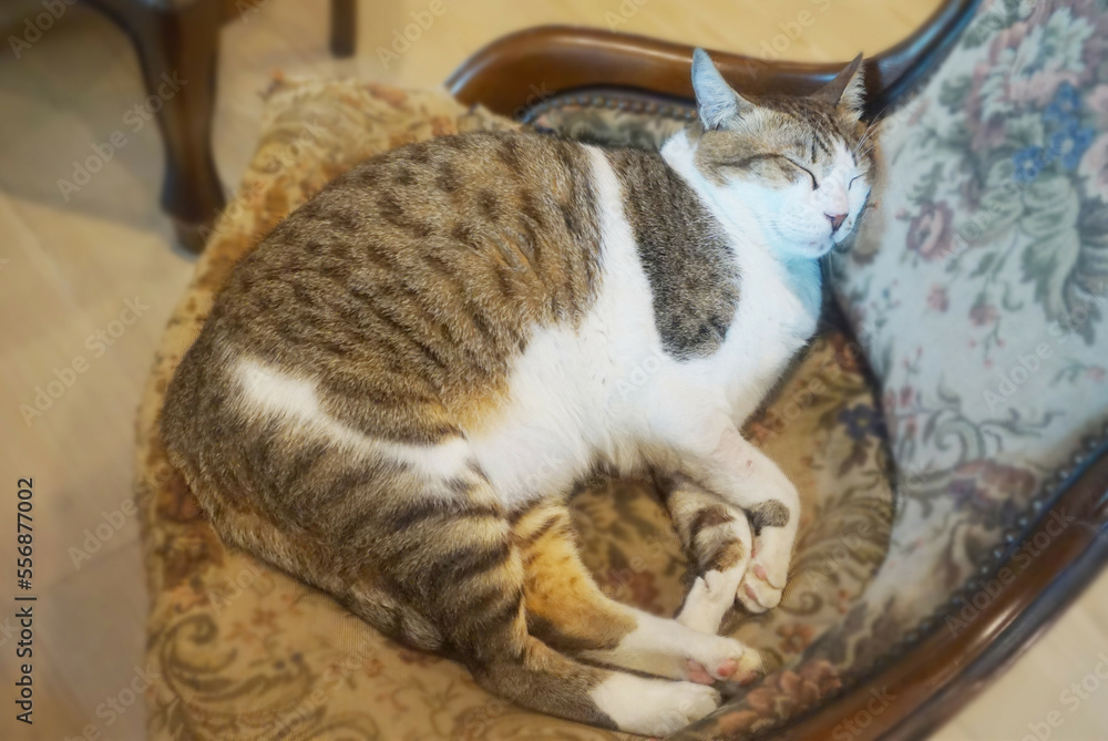 Cat nap on a soft chair shot in top view full length interior natural ...