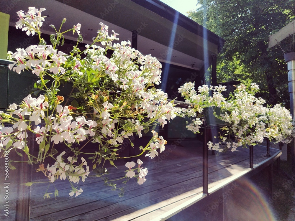 Pelargonium is a genus of plants in the family Geraniumaceae. White ivy ...