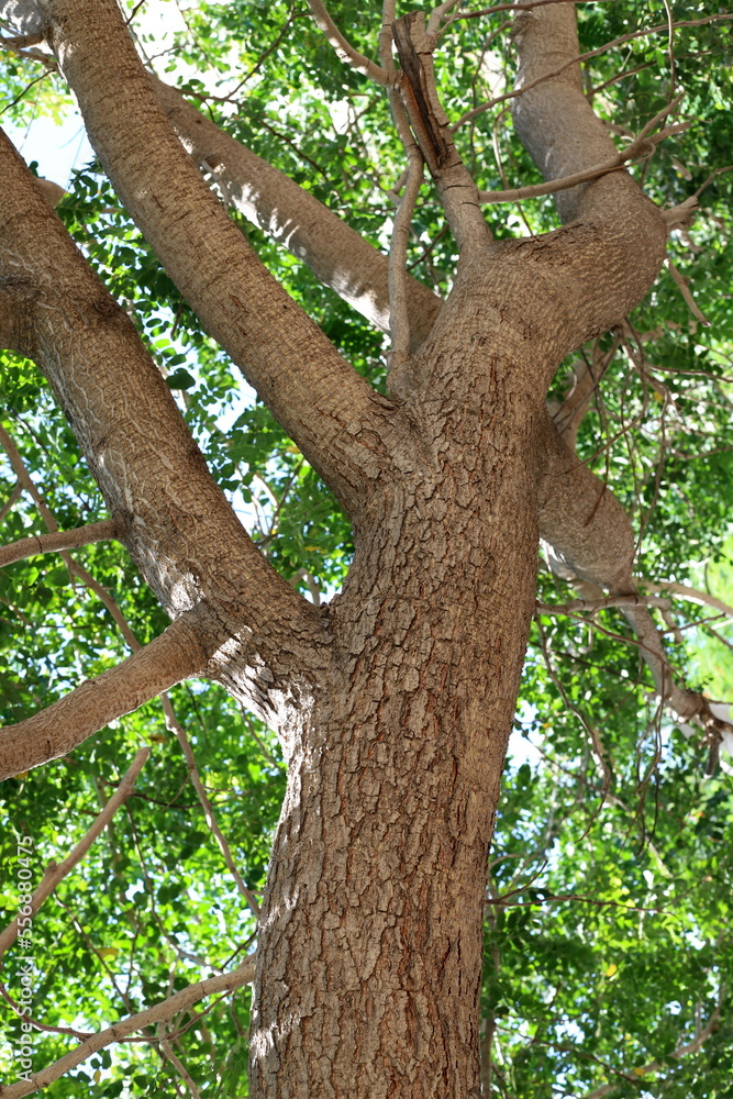 Thick trunk of a tall tree in a city par Stock Photo | Adobe Stock