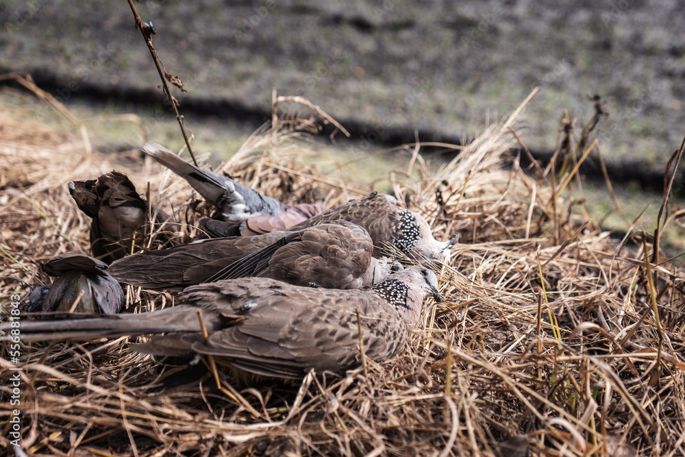 The corpse of a many of birds that died after eating mix poison paddy ...