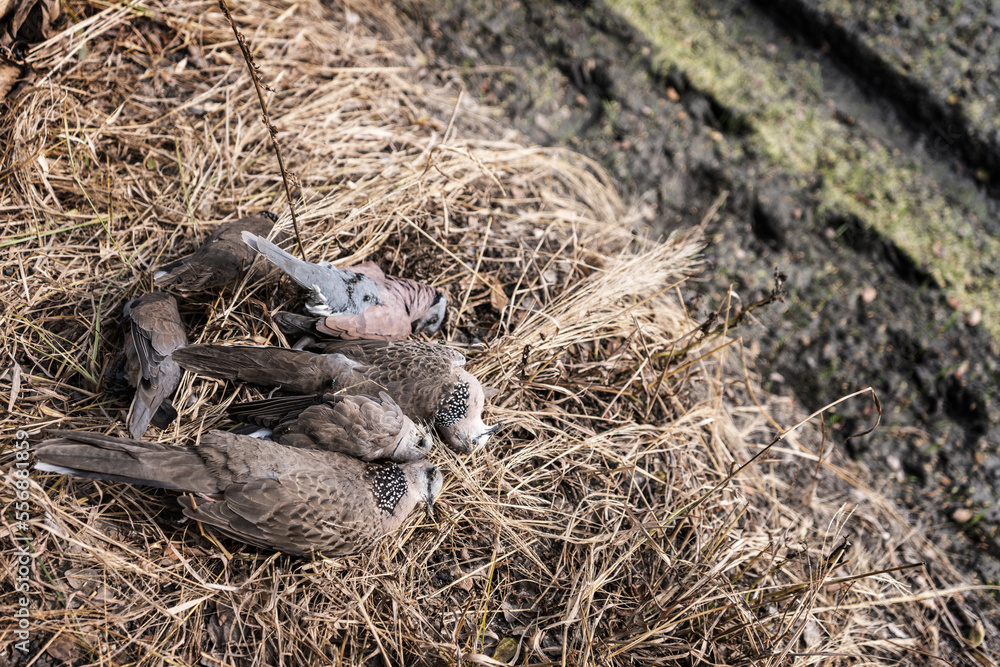 The corpse of a many of birds that died after eating mix poison paddy ...