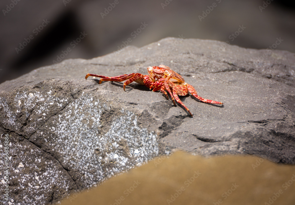 Little red crab empty shedded shell on top of a rock by the seacost of ...