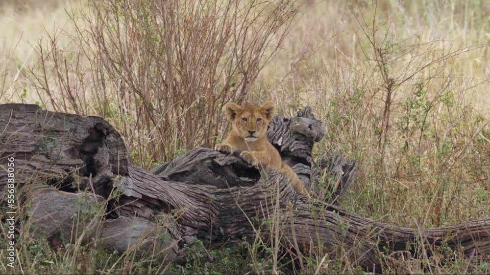 Lion cub sitting on broken wood looking at the camera, savannah, 2022 ...