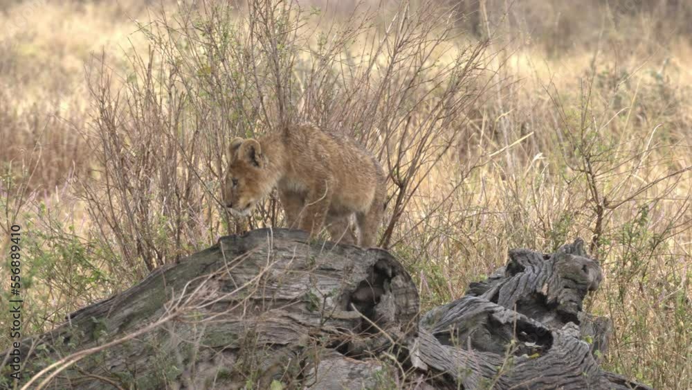 Lion cub walking on broken tree log looking around, savannah, 2022 ...