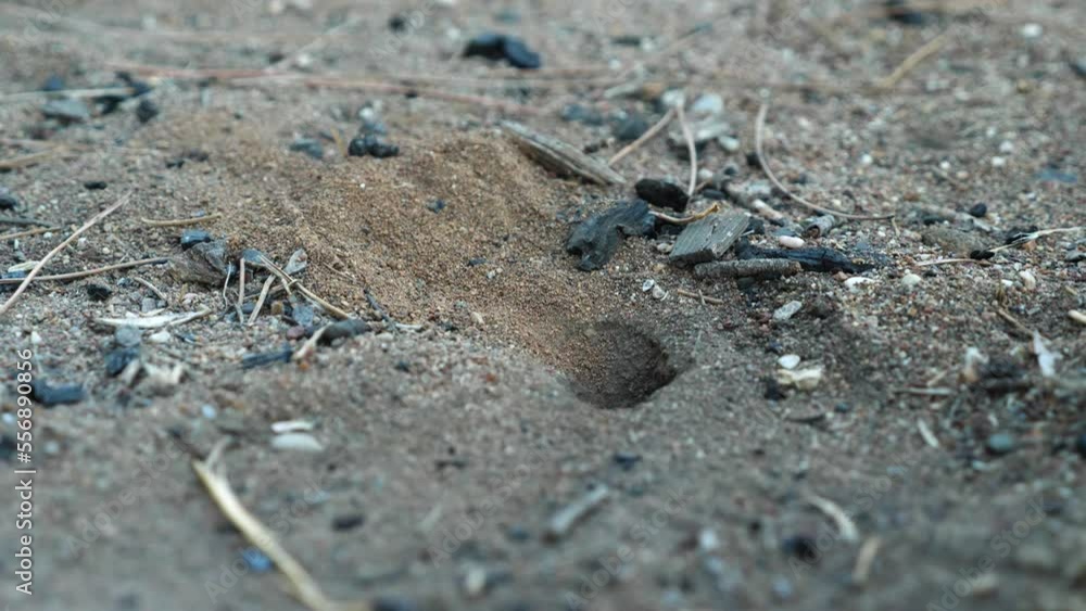 Close-up of Pepsis grossa digging a burrow in the sand. An earth wasp ...