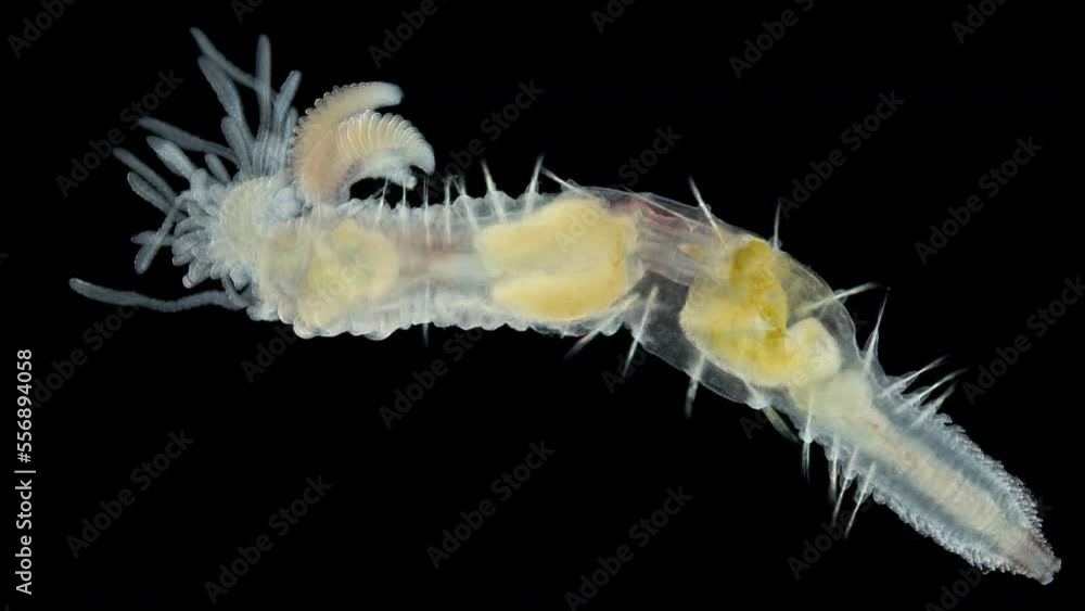 Worm Polychaeta family Terebellidae under a microscope, phylum Annelida ...