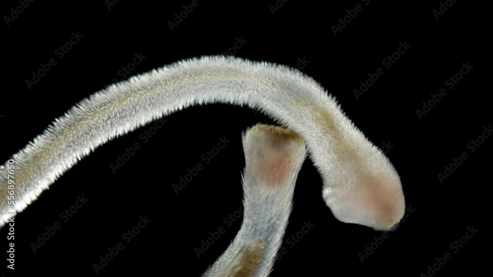 Worm-like Mollusca under the microscope, class Solenogastres. According ...