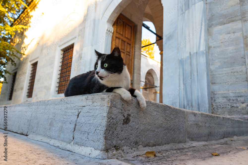 Stray cats of Istanbul. A stray cat sitting on the stairs of a mosque ...
