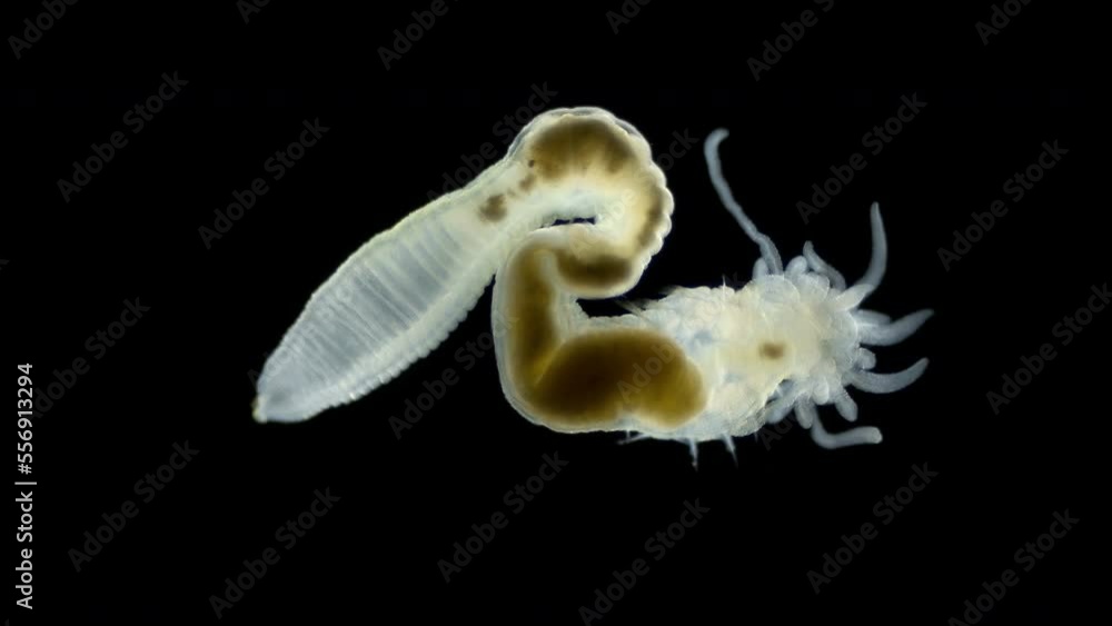 Worm Polychaeta family Terebellidae under a microscope, phylum Annelida ...