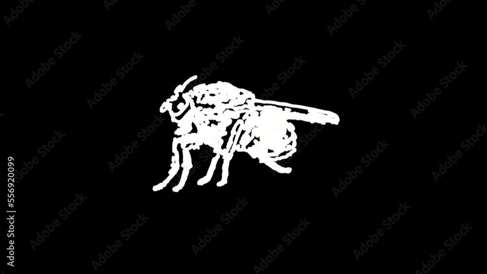 insect icon sign or symbol animation. White Highlight Elements. Doodle ...