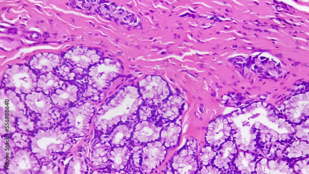 High magnification 200x of section of human duodenum filmed under ...