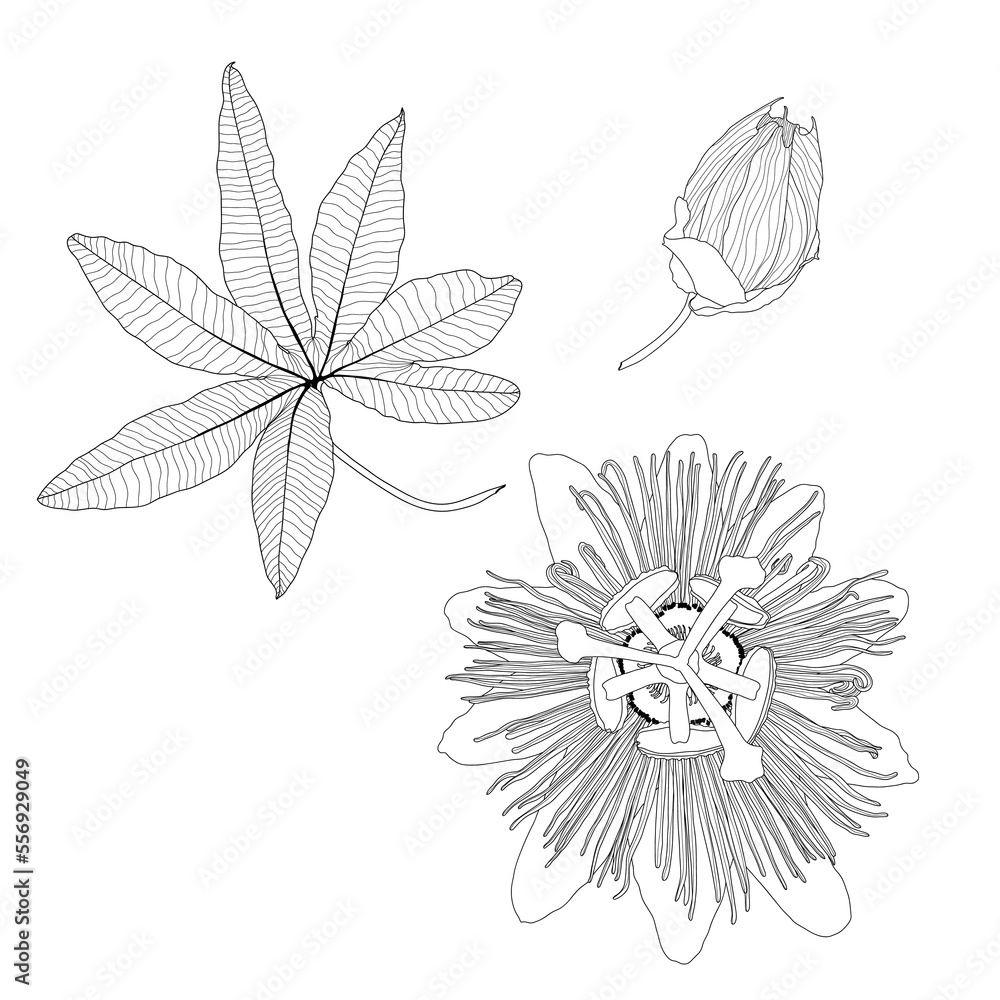Passiflora line exotic flowers and leaves set. Passionflower ...