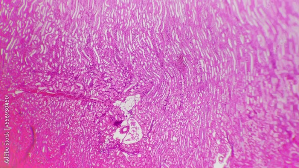 Video Stock Simple cuboidal epithelium of the human in high ...