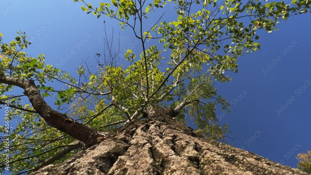 Looking up at tree crown and branches seen from trunk. Low angle point ...