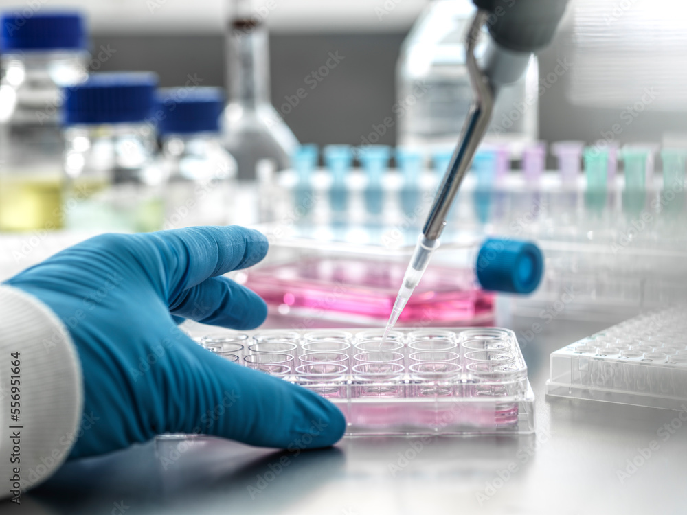 Scientist pipetting medical samples into microplate in laboratory Stock ...